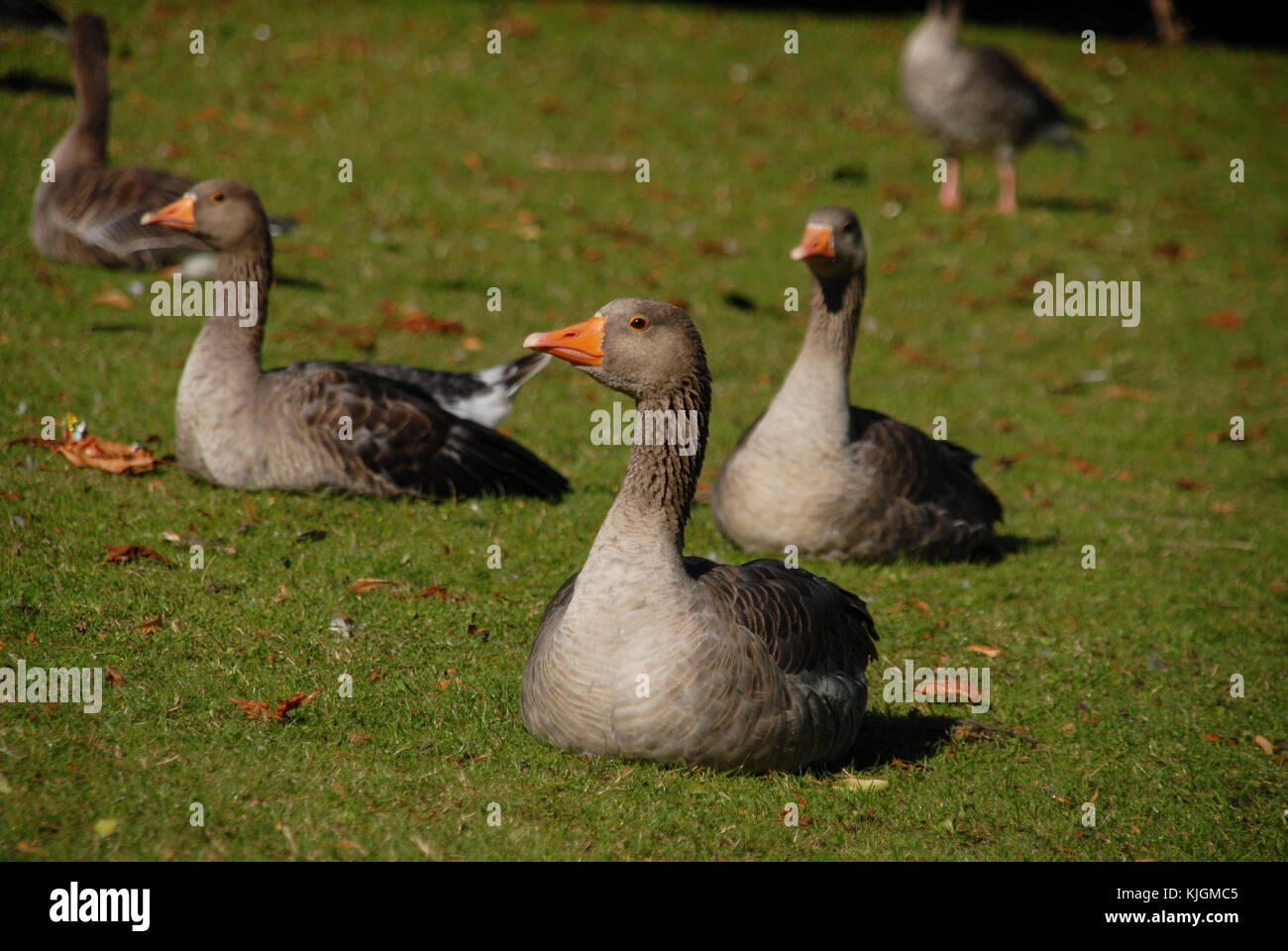 Family of geese in Hyde Park, London Stock Photo - Alamy