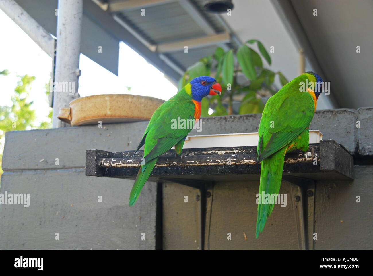 Green parrots in Australia talking to each other Stock Photo - Alamy