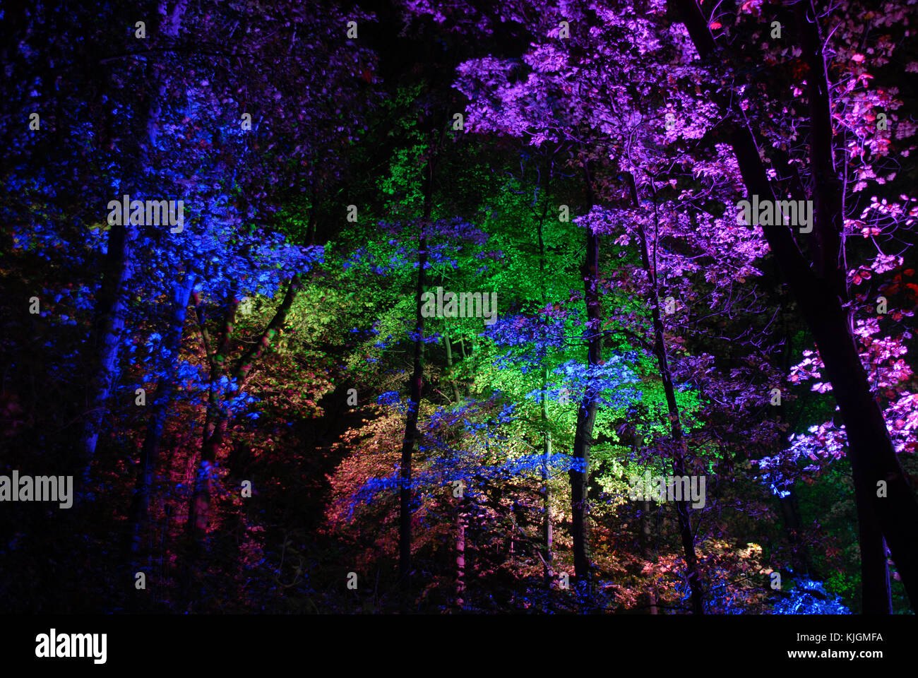 Magic colorful illuminated forest Stock Photo - Alamy