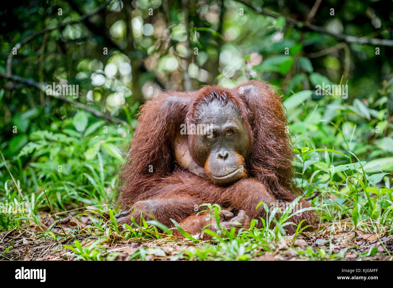 Bornean orangutan in the wild nature. Central Bornean orangutan ( Pongo ...