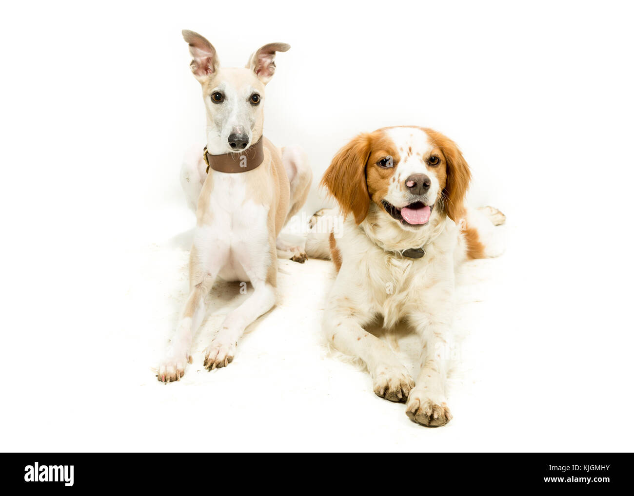 The brittany spaniel Cut Out Stock Images & Pictures - Alamy