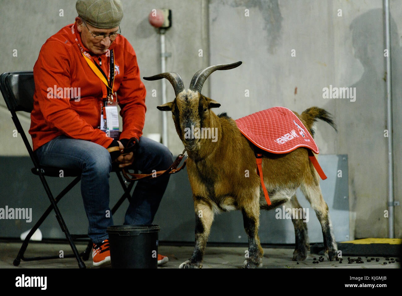 Goat team hi-res stock photography and images - Alamy