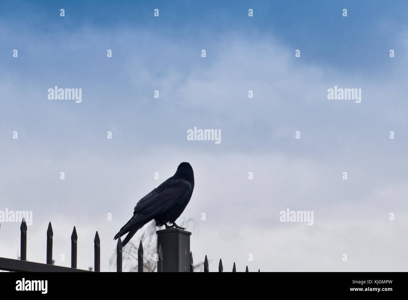 crow sitting on a fence, looking away Stock Photo - Alamy