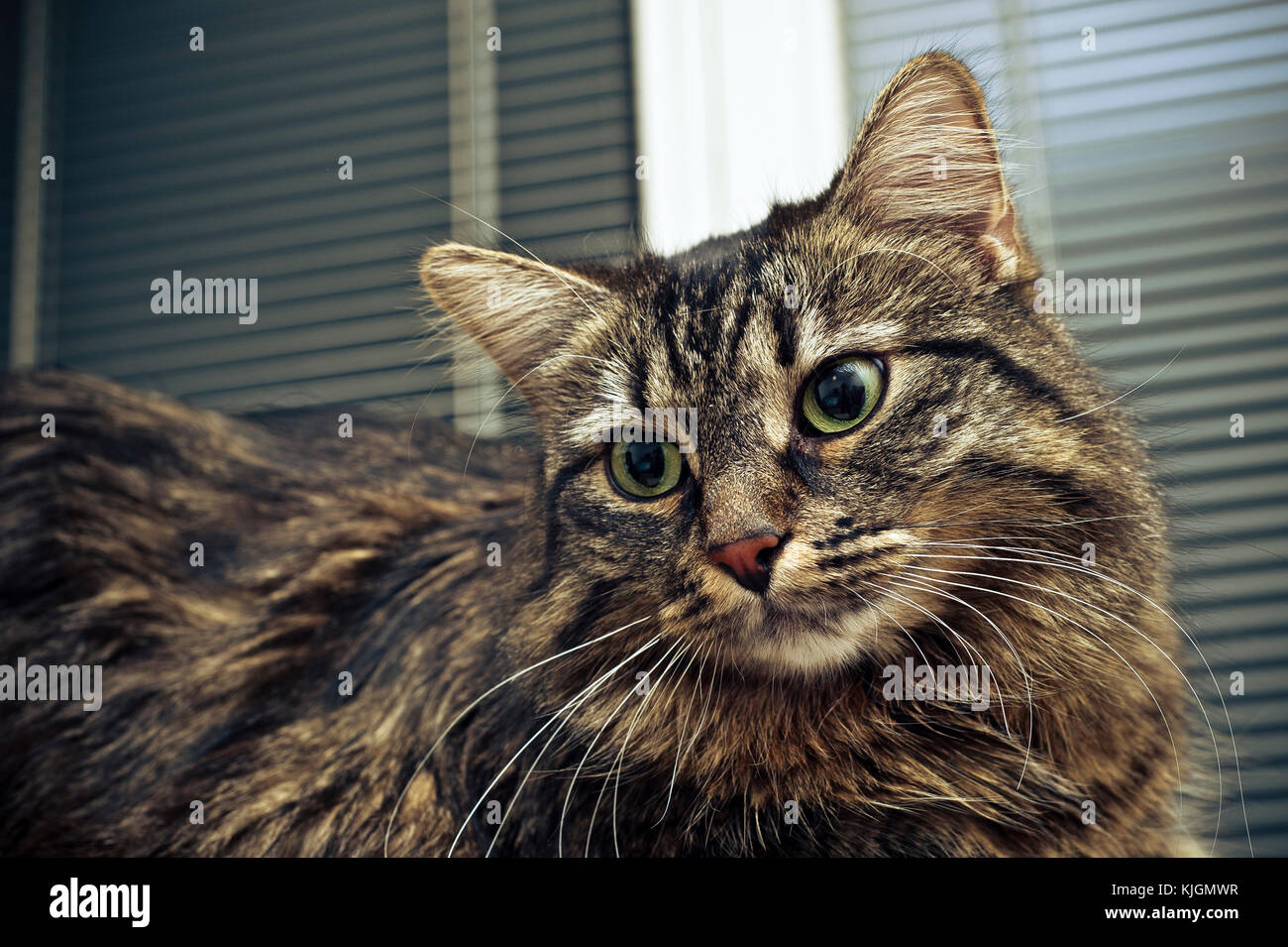 portrait of a crossbreed domestic cat indoor Stock Photo - Alamy
