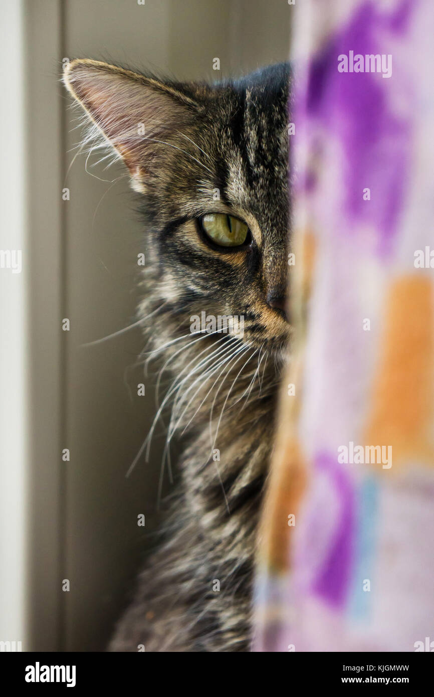 Cat behind curtain hi-res stock photography and images - Alamy
