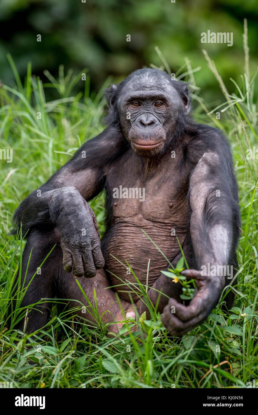 Bonobo on the Green natural background in natural habitat. The Bonobo ...