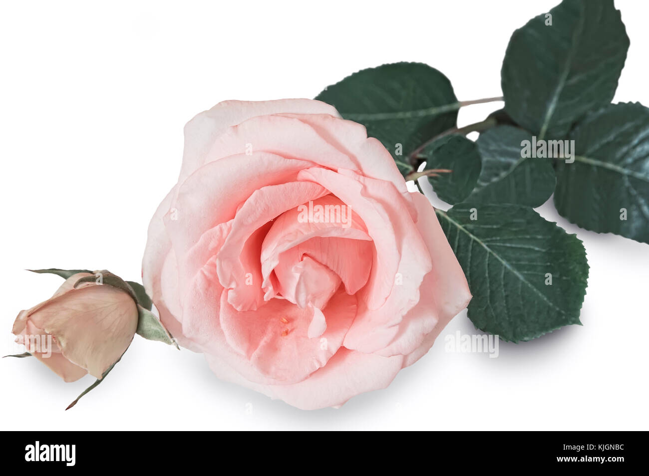 Beautiful pink flower hybrid tea roses on a white background. The ...
