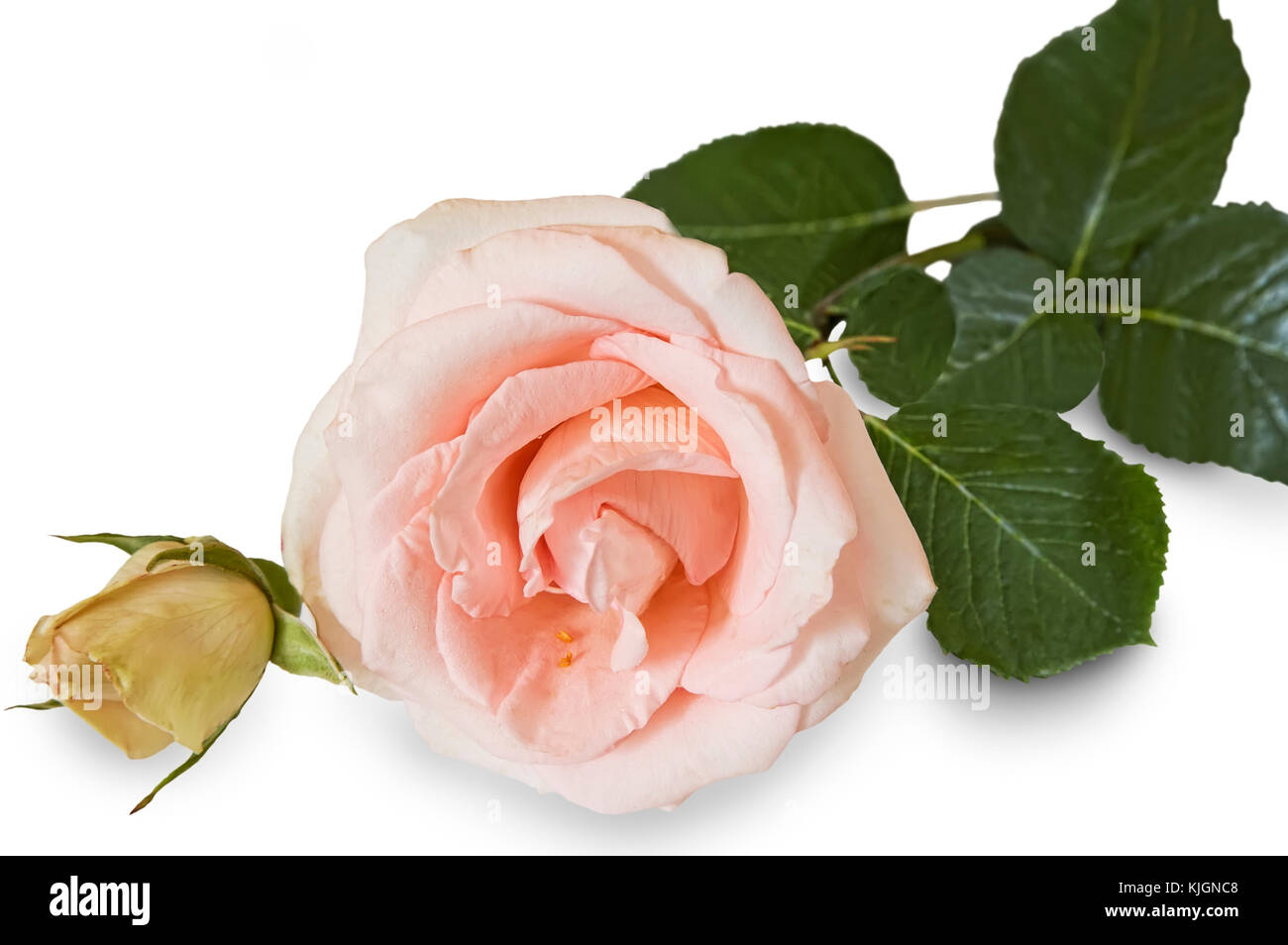 Beautiful pink flower hybrid tea roses on a white background. The ...