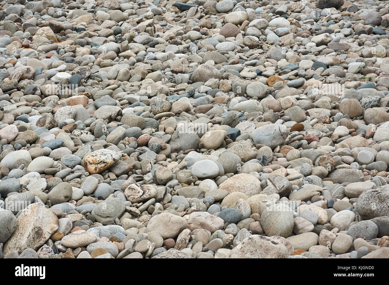 Grey cobbles rounded by river erosion at a former river bed Stock Photo ...