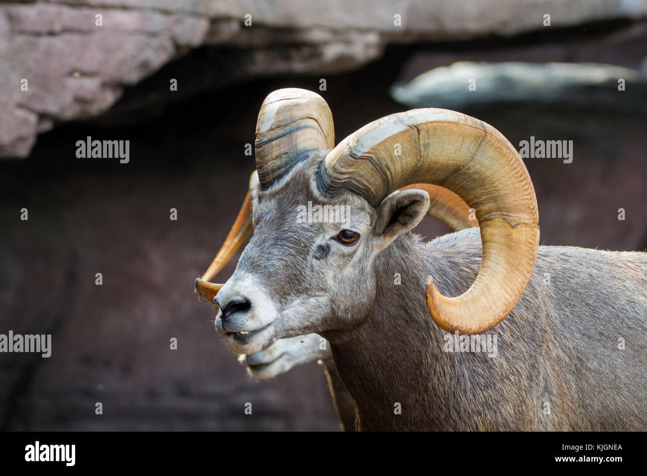 Mountain animals - bighorn sheep, close up Stock Photo - Alamy
