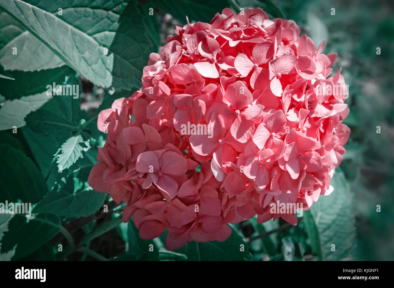 Beautiful pink hydrangea flower , blooming in the garden . Photographed ...