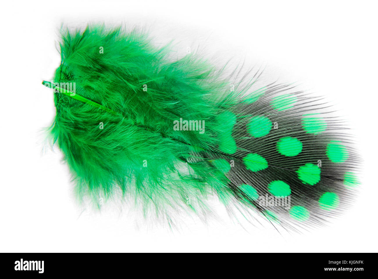 Spotted feather hi-res stock photography and images - Alamy