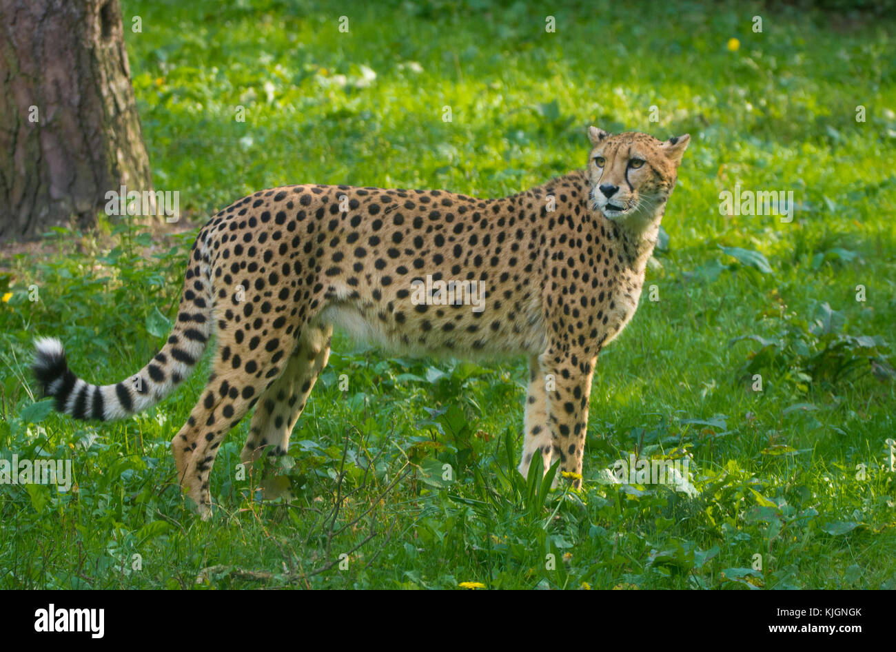 Red list animal - cheetah or cheeta, fastest land animal, large felid ...
