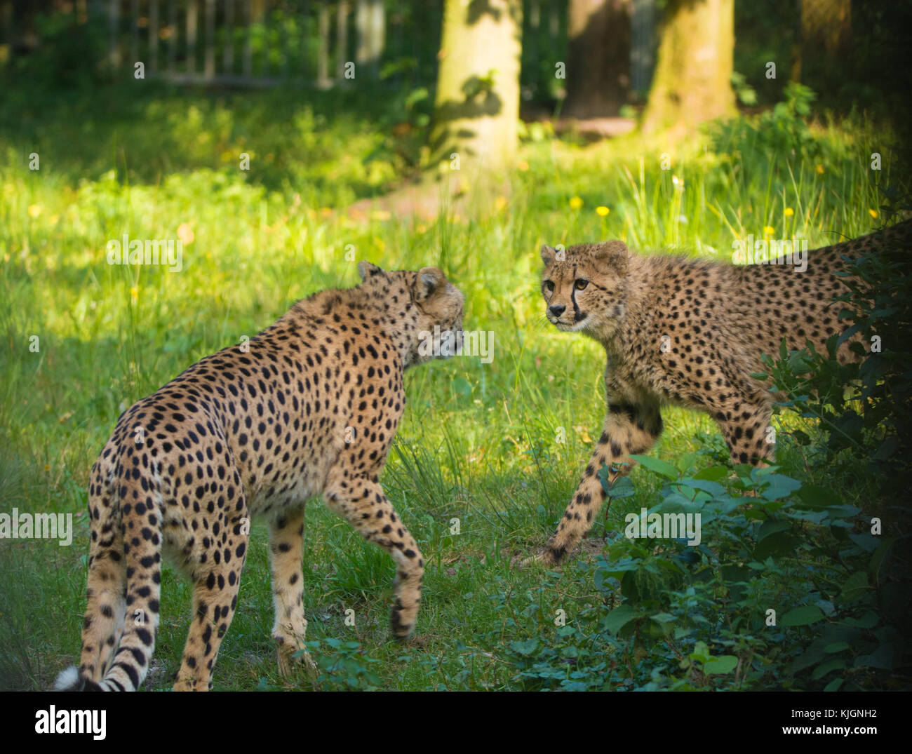 Subfamily felinae hi-res stock photography and images - Alamy