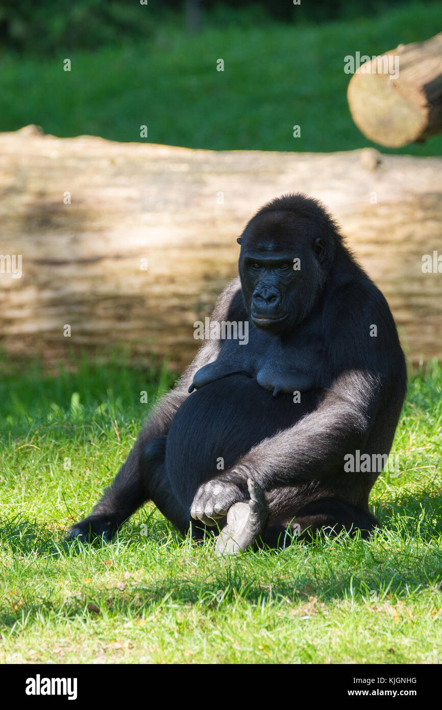 Big black gorilla monkey sits on the grass, sunny day Stock Photo - Alamy