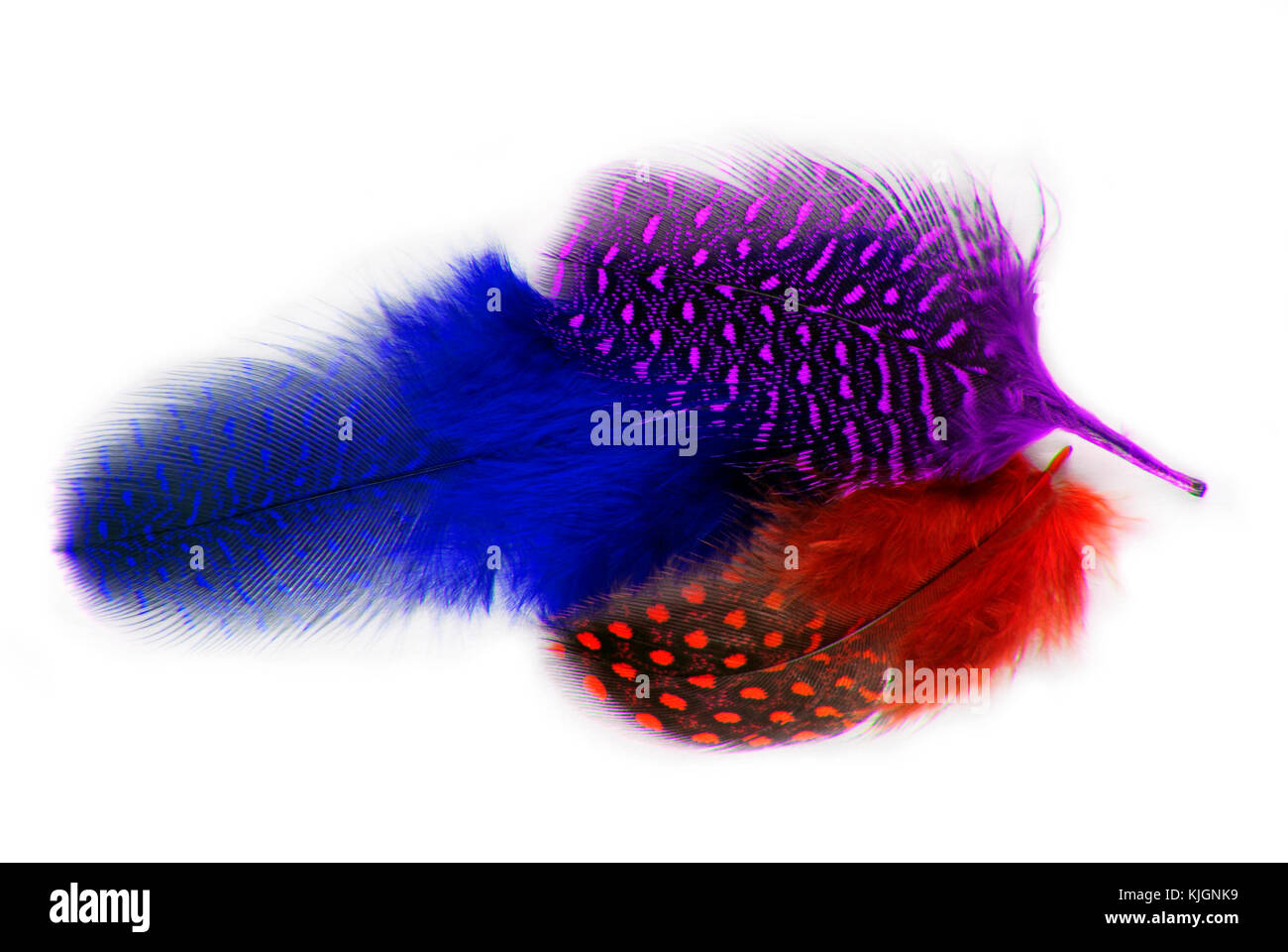 White spots on plumage Cut Out Stock Images & Pictures - Alamy