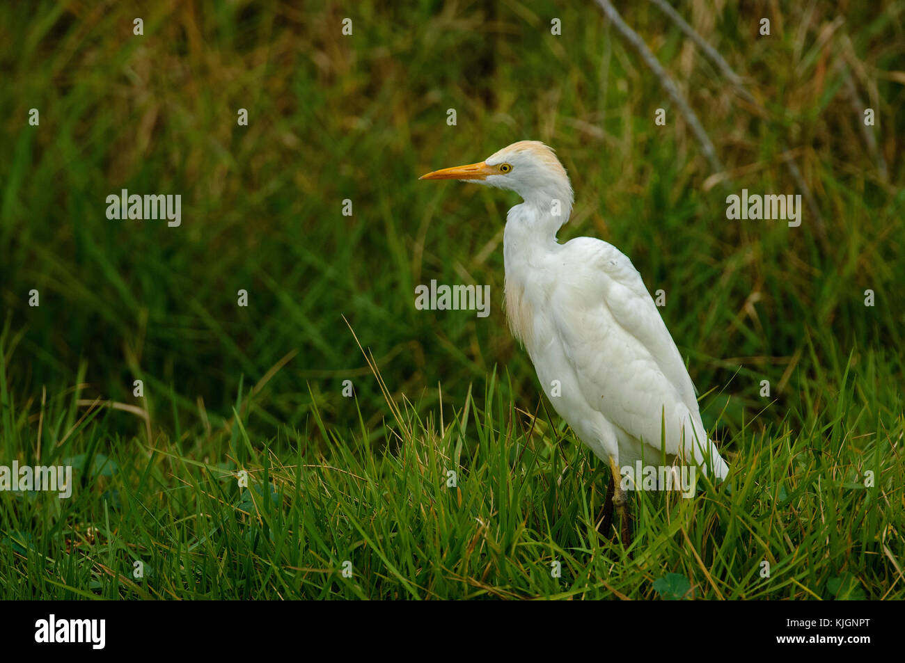 Cattle Egret (Bubulcus ibis), Arthur R Marshall National Wildlife ...
