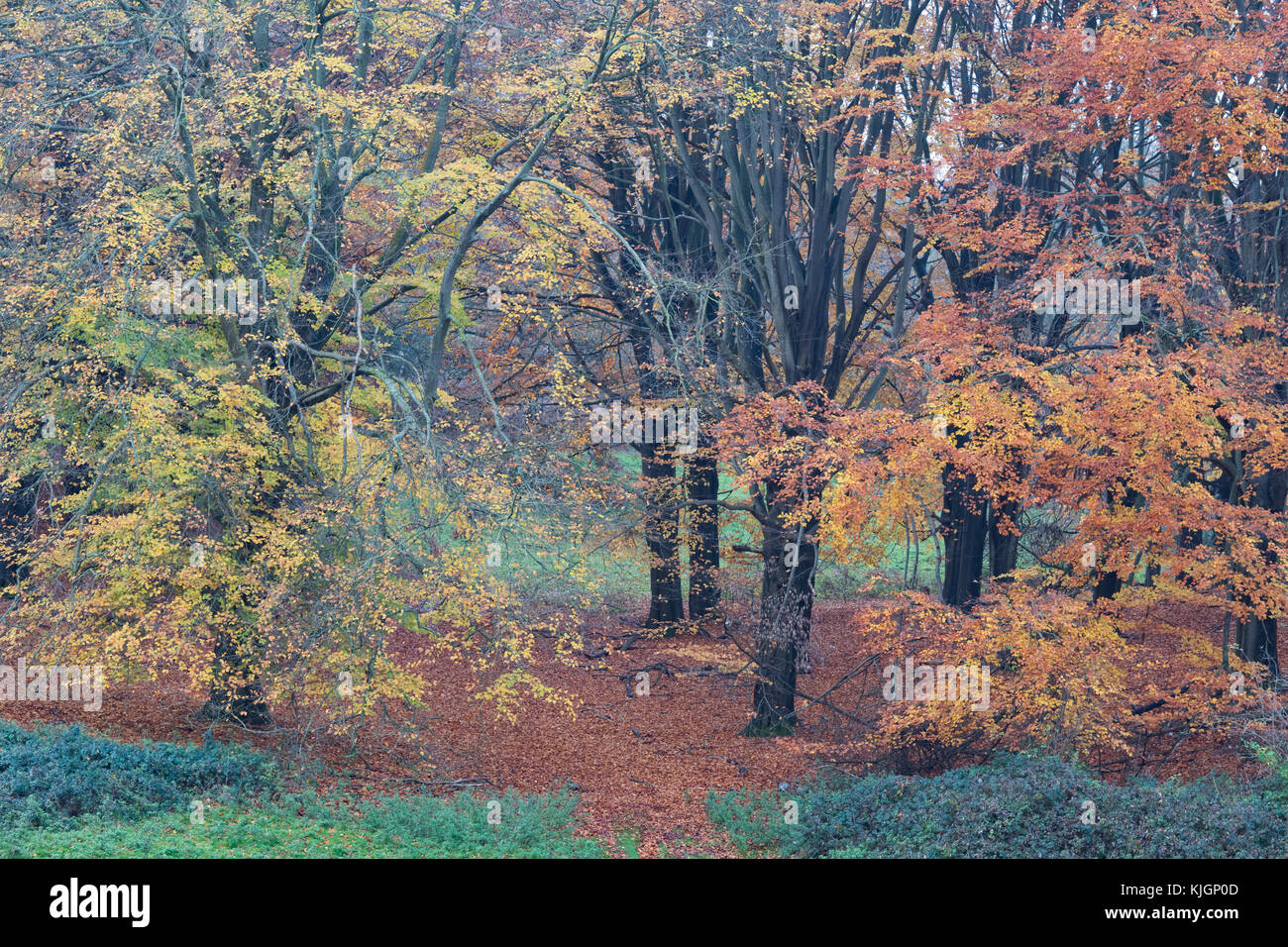 Beech trees in autumn. Oxfordshire, England Stock Photo - Alamy