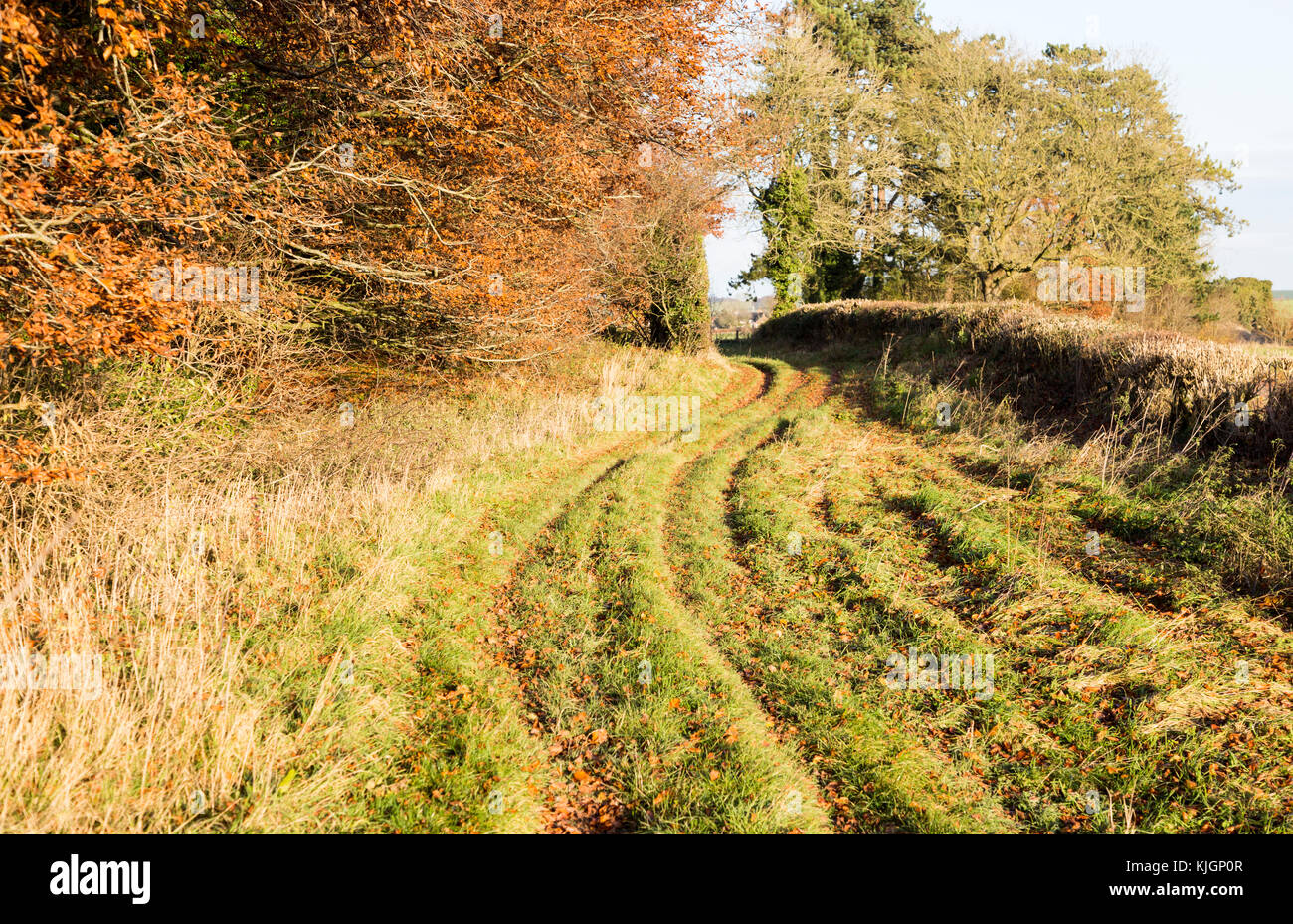 Grassy rutted track part of an ancient avenue from Beckhampton towards ...