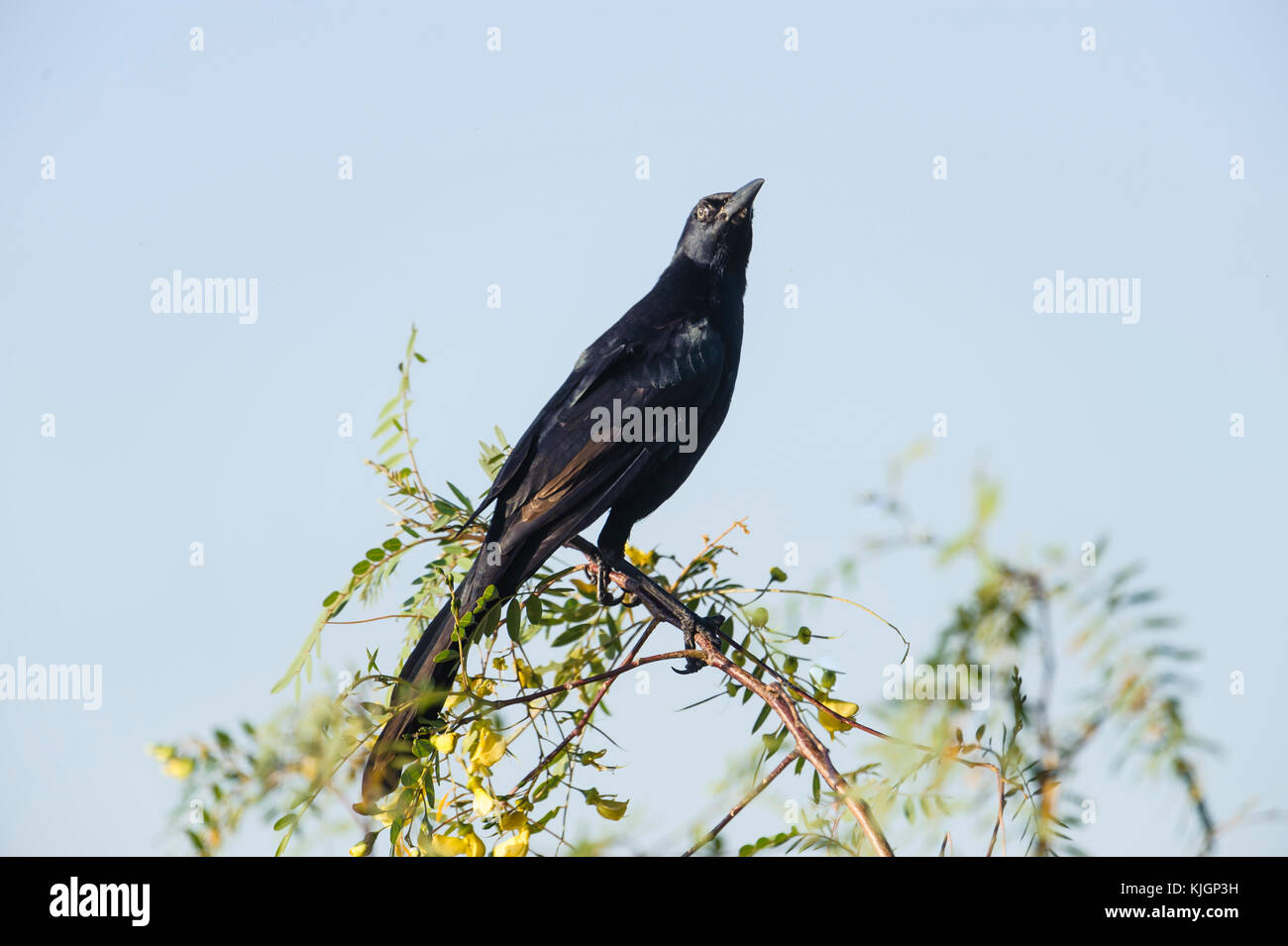 Great-tailed Grackle (Quiscalus mexicanus) AKA Mexican Grackle, perched ...
