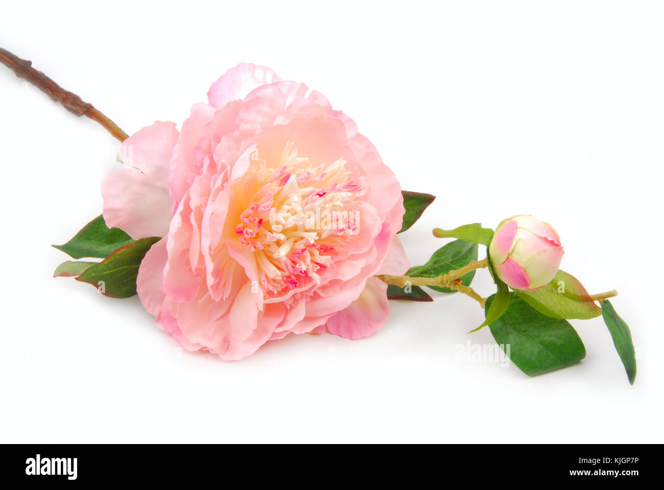 Soft pink white floral Cut Out Stock Images & Pictures - Alamy