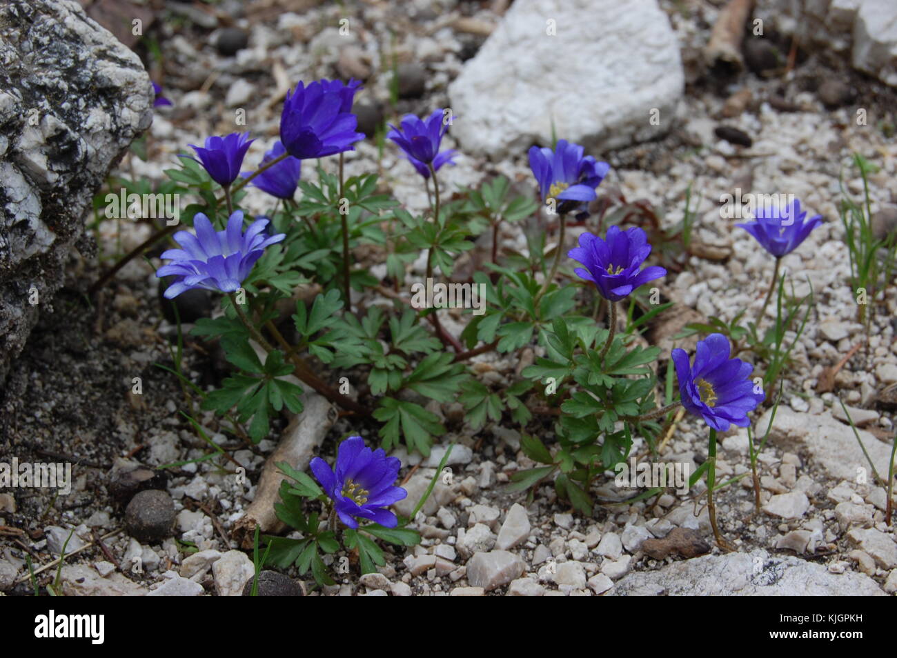 Close up of purple violet flowers Hepatica nobilis, Common Hepatica ...
