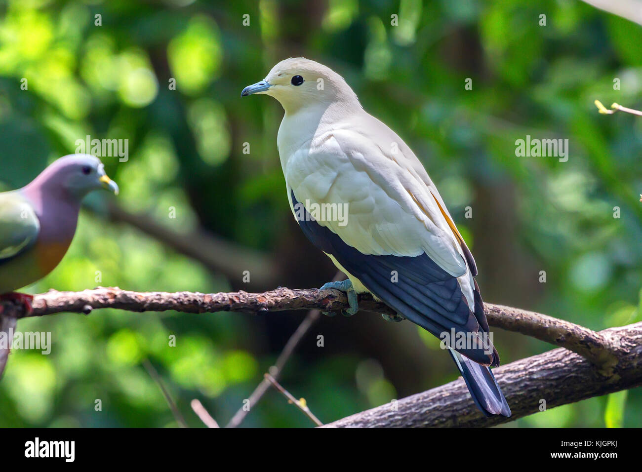 Columbaargentina hi-res stock photography and images - Alamy
