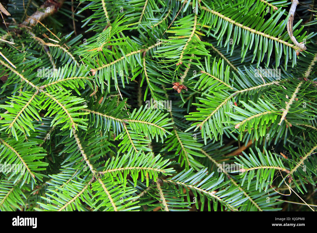 green branches of young fur-tree. Evergreen needles Stock Photo - Alamy
