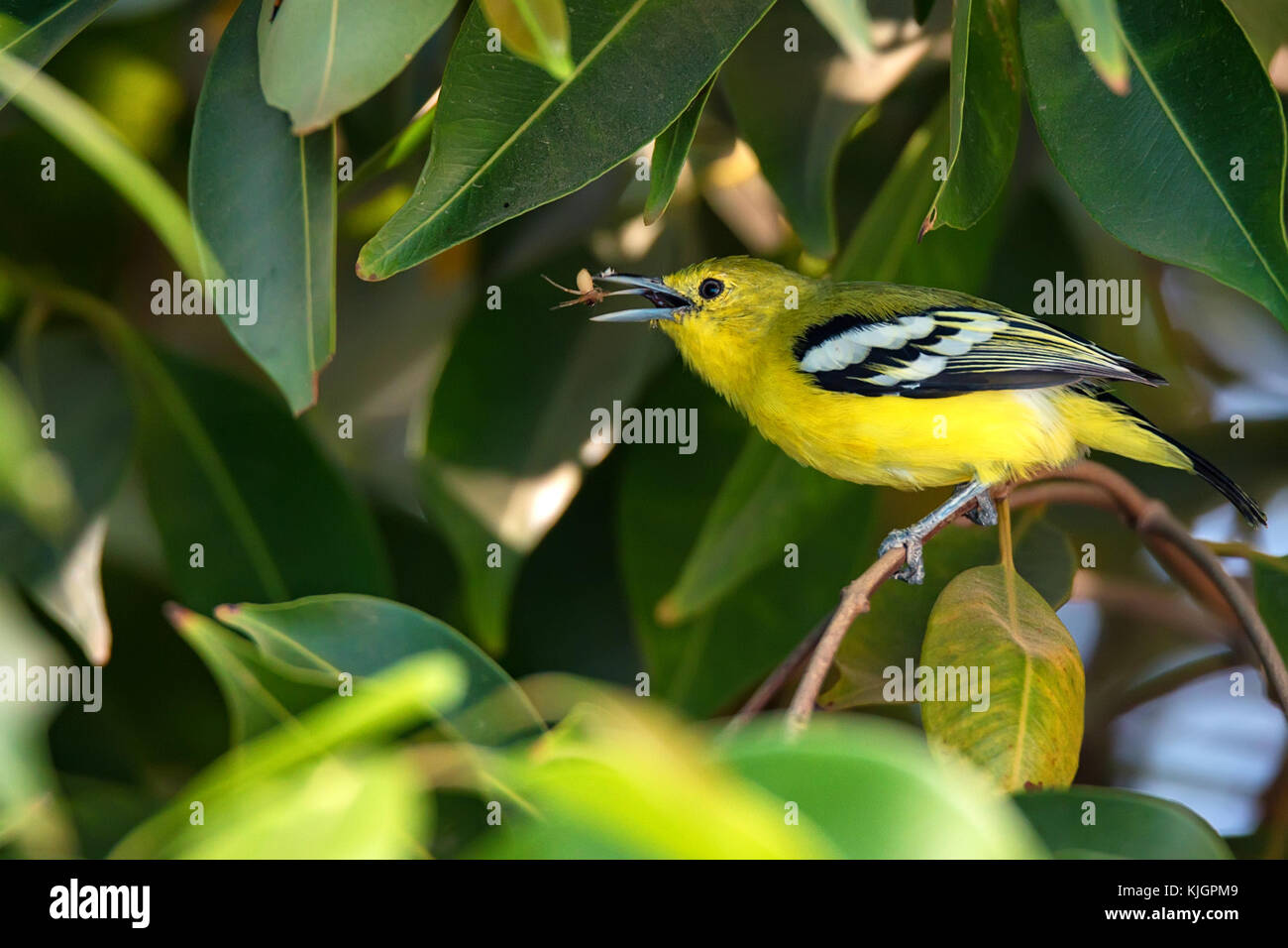 Beautiful common iora or Aegithina tiphia Stock Photo - Alamy