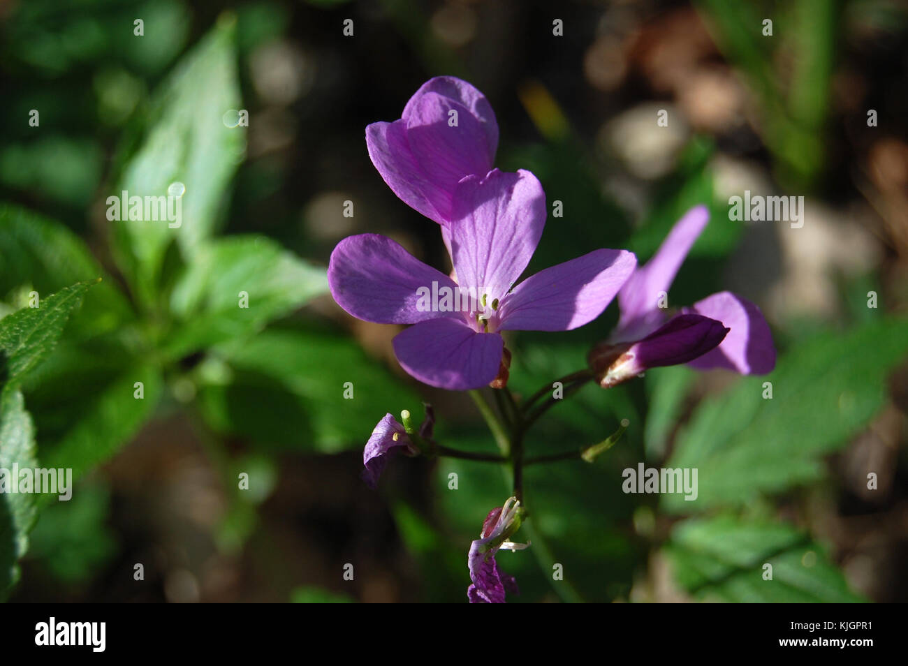 Cardamine Dentaria quinquefolia in beech forest in Crimean mountain ...
