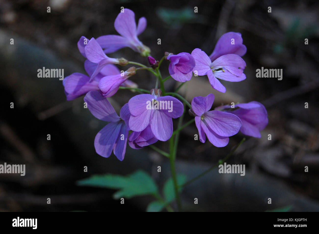 Cardamine Dentaria quinquefolia in beech forest in Crimean mountain ...