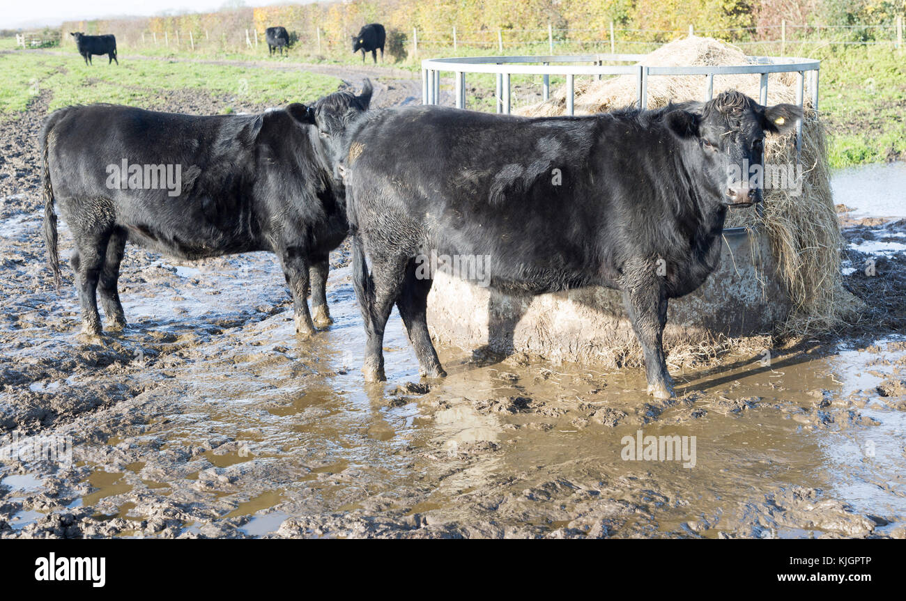Aberdeen Angus cross breed beef cattle calves standing muddy field by ...