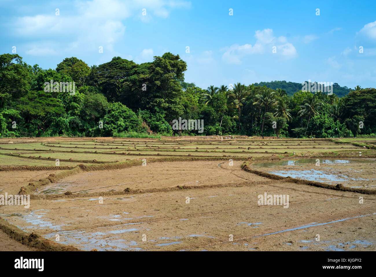 Fields with crops of rice in Sri Lanka Stock Photo - Alamy