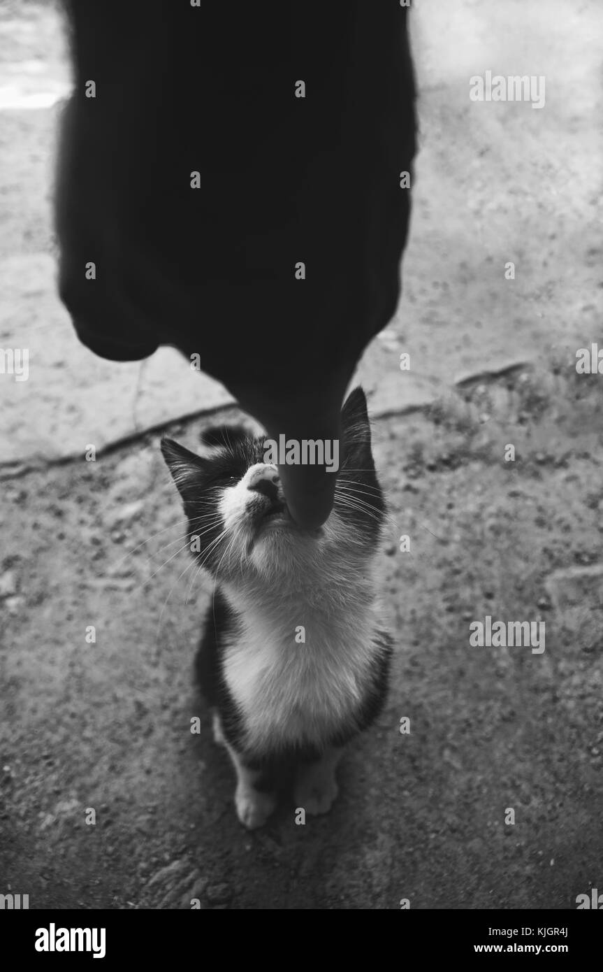 touch the cat Stock Photo - Alamy