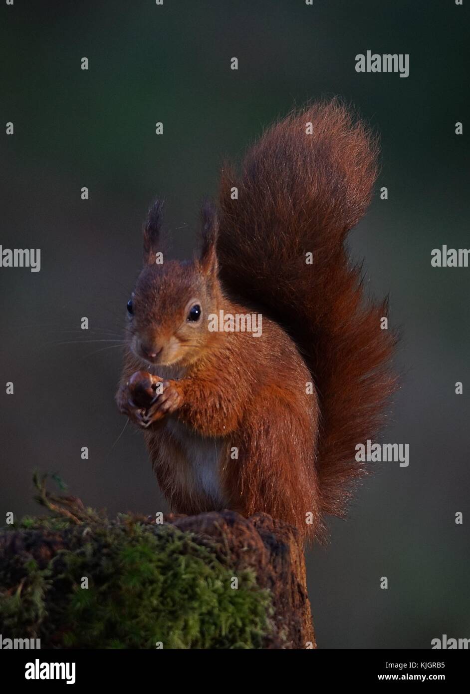 Beauty of wildlife hi-res stock photography and images - Alamy