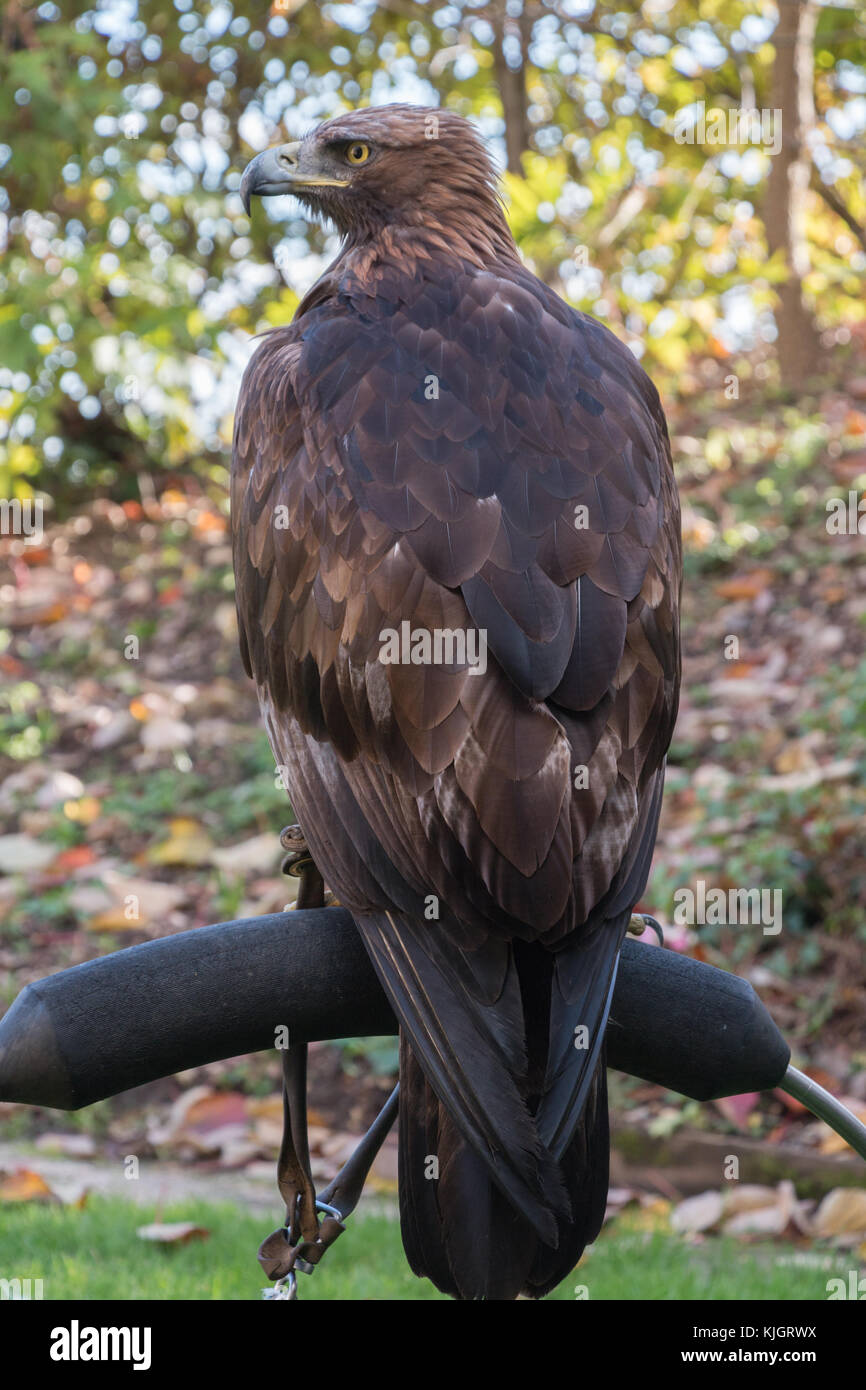 Brown hawk perched on a branch, showing full body and close up of ...