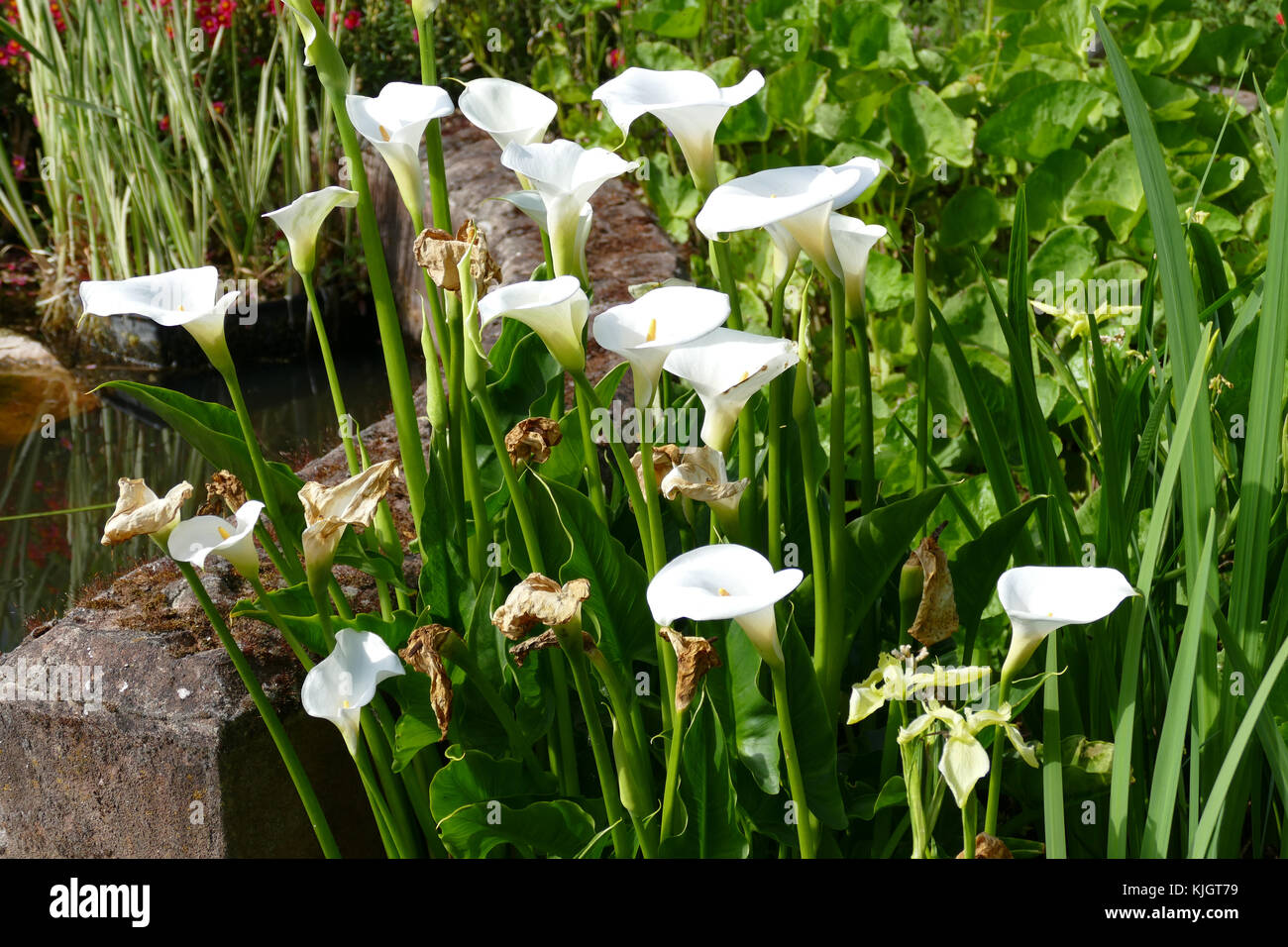 Calla lilies display hi-res stock photography and images - Alamy