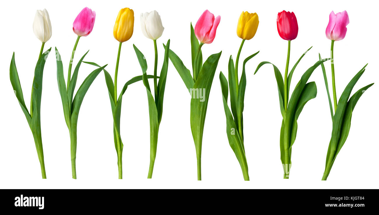 colour tulips isolated on white background Stock Photo - Alamy
