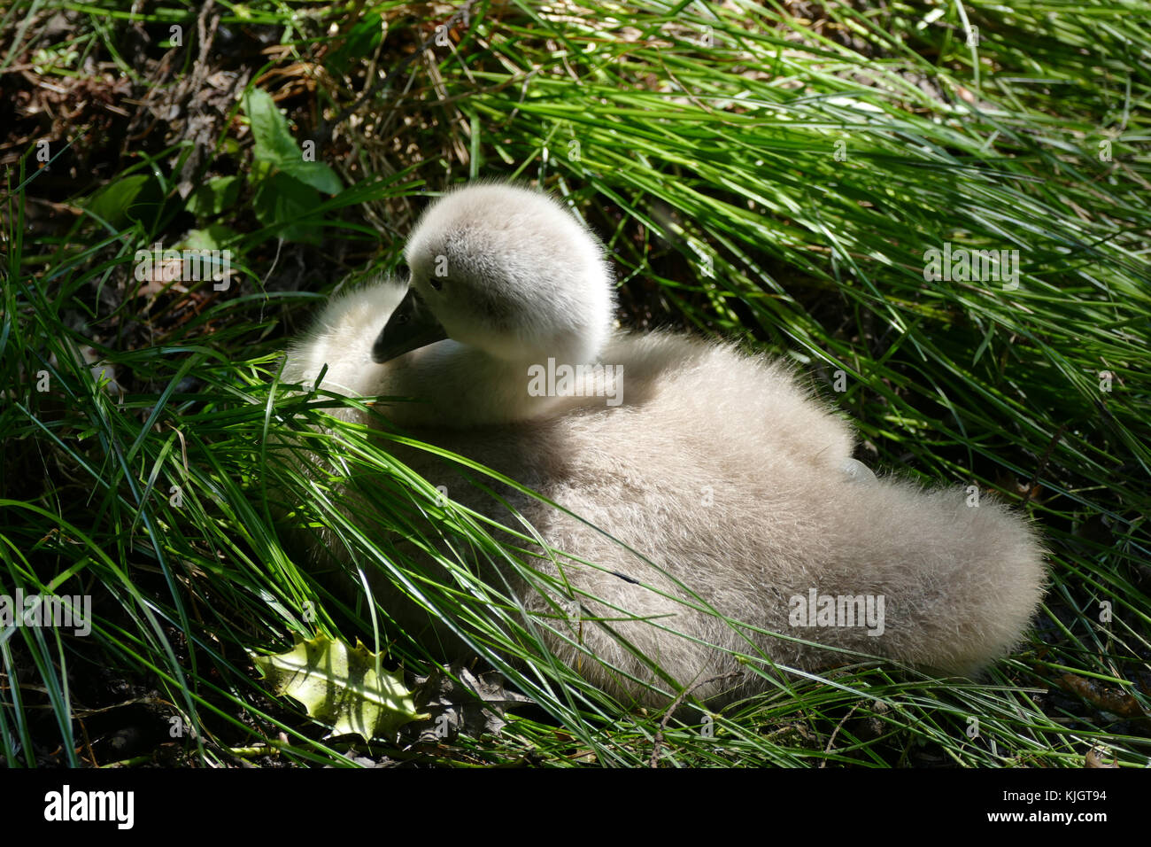 Signet a young swan nesting on a river bank in Devon U.K. June 2017 ...