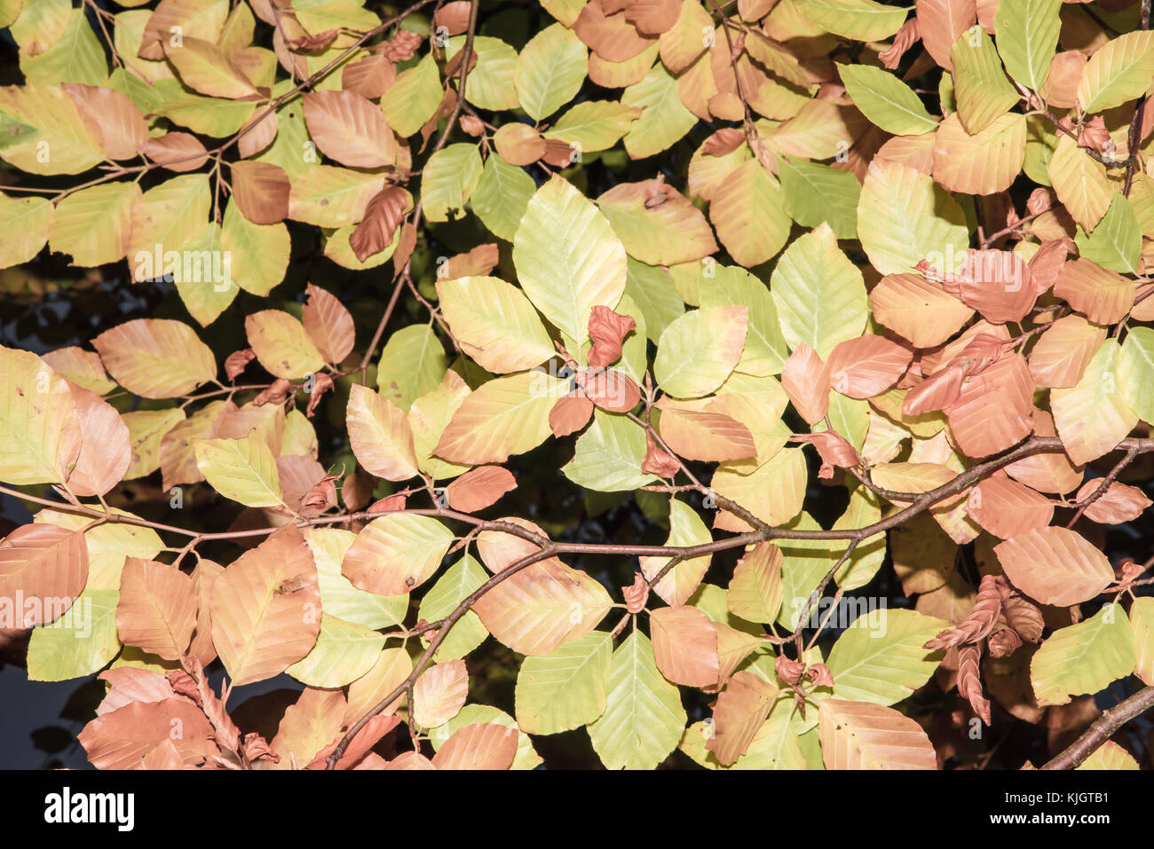 Colorful autumn leaves Stock Photo - Alamy