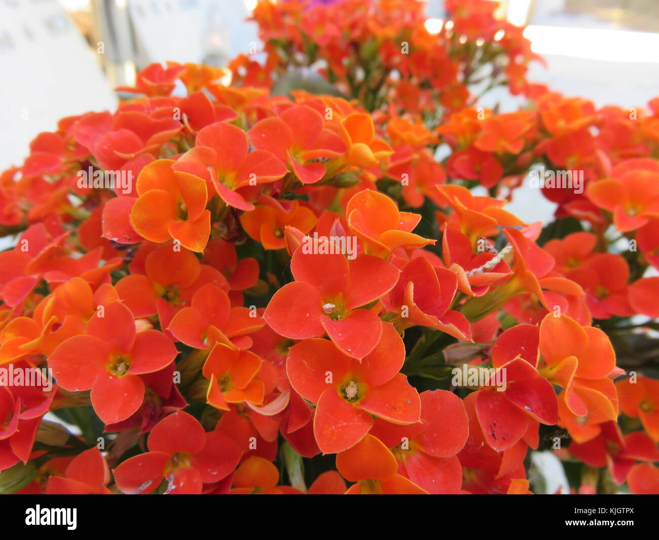Colori naturali hi-res stock photography and images - Alamy
