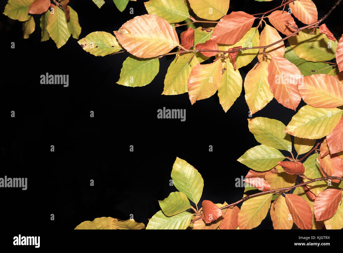 Colorful autumn leaves Stock Photo - Alamy