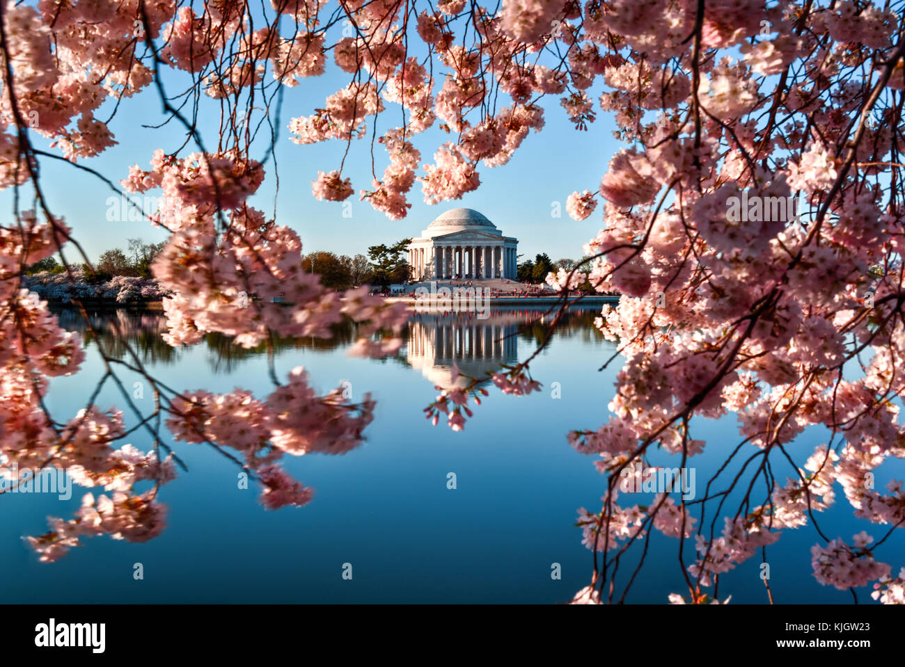 Jefferson Memorial during the Cherry Blossom Festival. Washington, D.C Stock Photo - Alamy