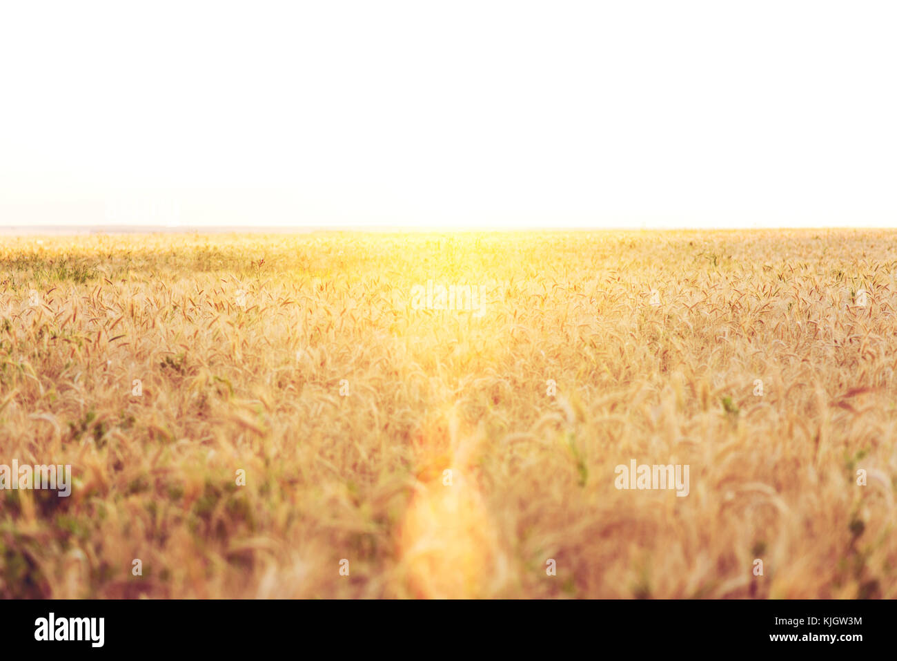 A large wheat field. In summer, in bright sunlight. Beautiful landscape ...