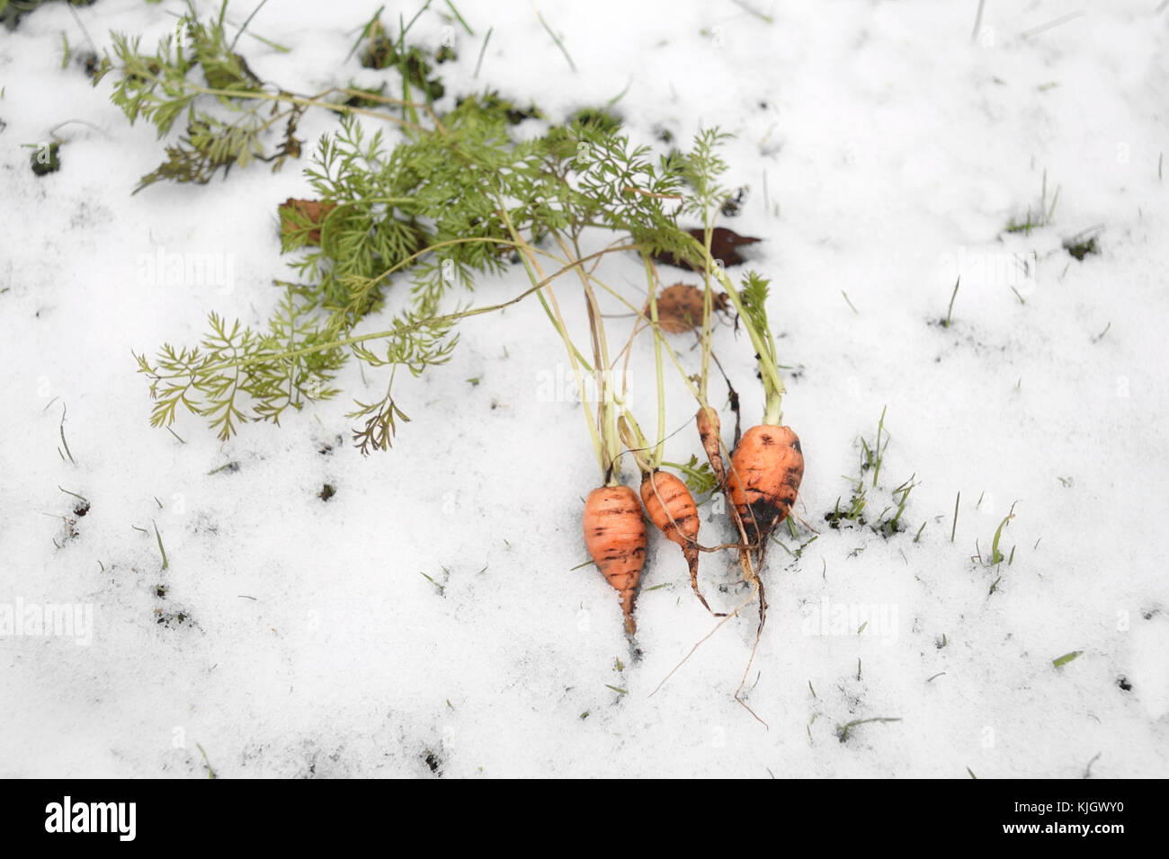 Abunch of raw carrot laid on the snow, overhead shot Stock Photo - Alamy