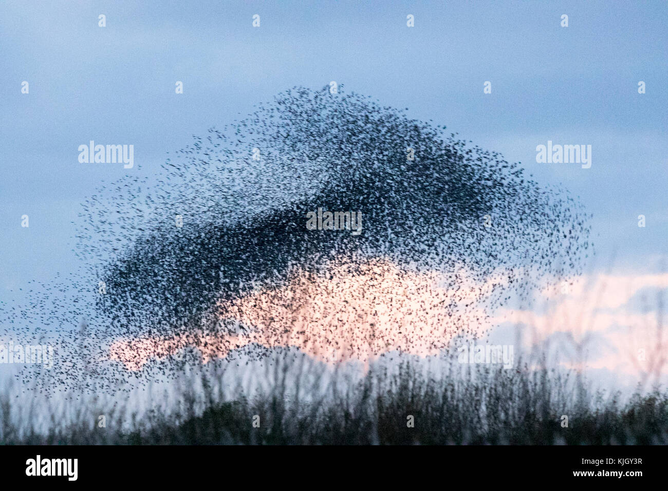flock fly animal starling flight swarm bird dusk murmuration blackpool ...