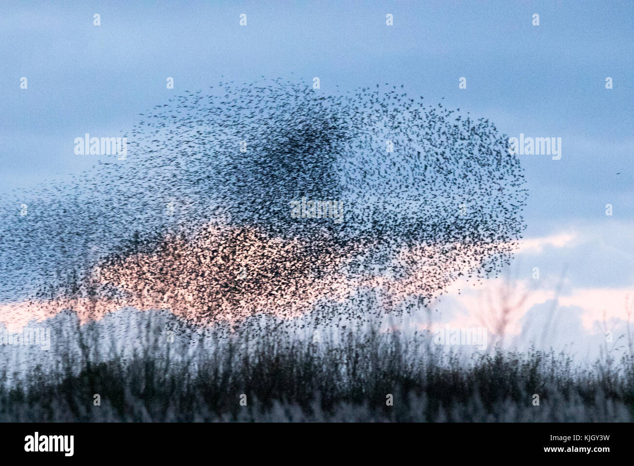 flock fly animal starling flight swarm bird dusk murmuration blackpool ...