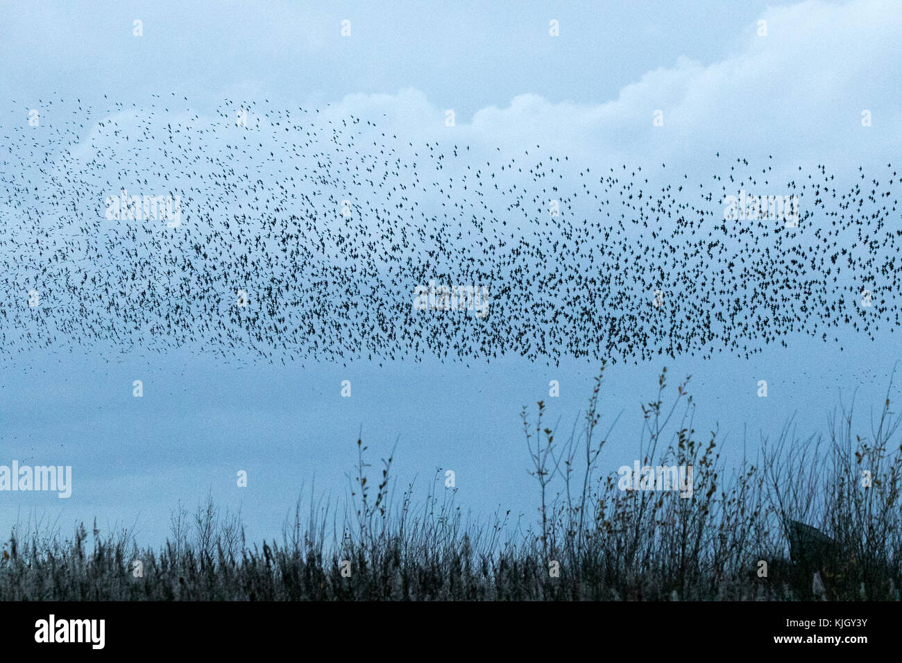 flock fly animal starling flight swarm bird dusk murmuration blackpool ...