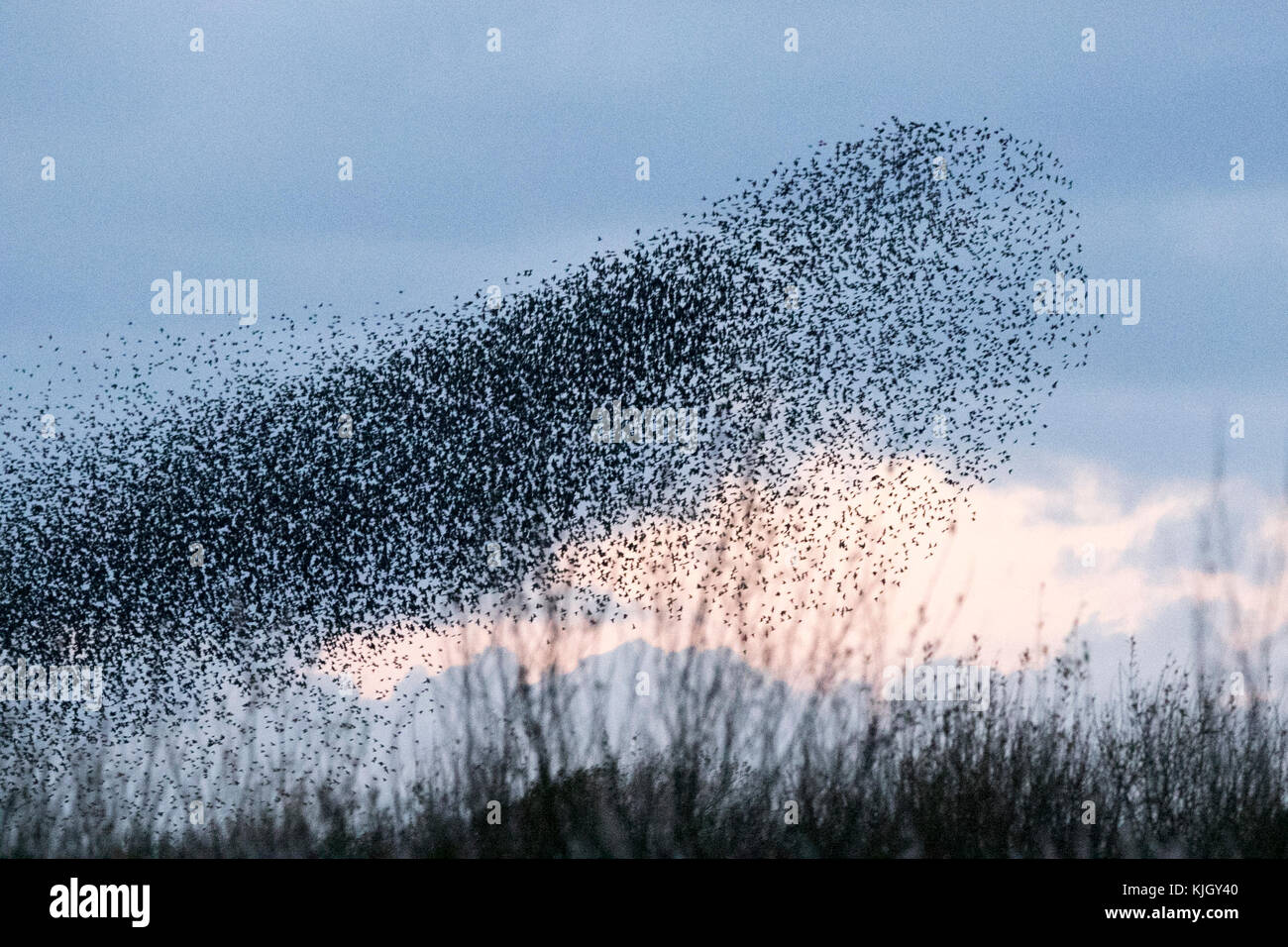 flock fly animal starling flight swarm bird dusk murmuration blackpool ...