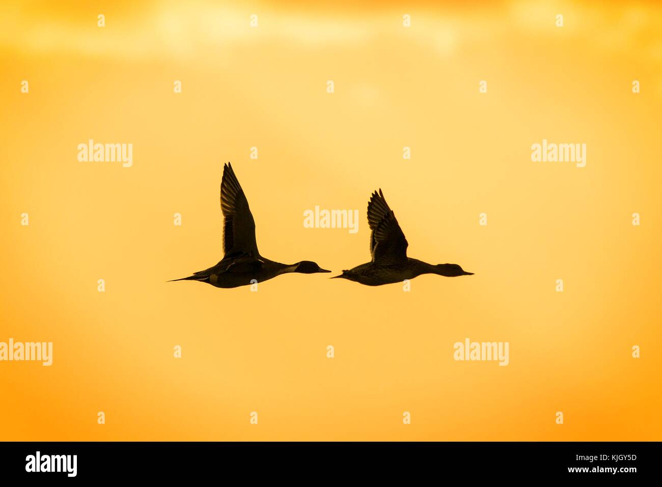 Burscough, Lancashire. RSPB Winter Feeding. 23rd November 2017 ...